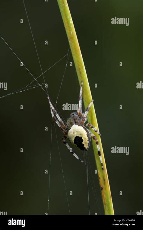 Marbled Orb Weaver Araneus Marmoreus Building Web Sussex England