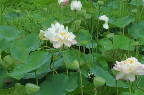 花と蝶 天道虫褄黒豹紋蝶 他 風のむろさん 自然の詩