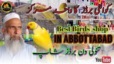 Visit A New Birds Shop In Abbottabad Quality Birds Shop Birds