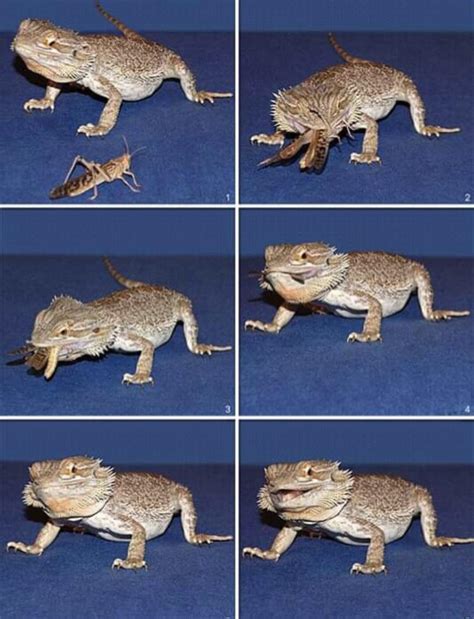 Bearded Dragon Eats Grasshopper And Smiles Rcute