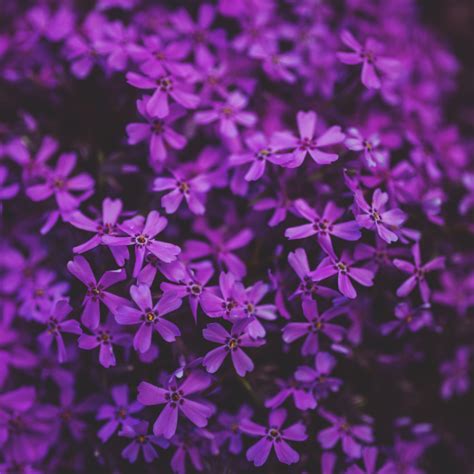 Sexto Chakra Centro Karma Yoga®