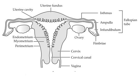 A Draw A Diagram Of The Adult Human Female Reproductive System And Labe