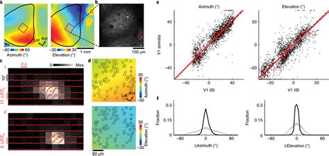 Intrinsic Signal Imaging Reflects The Average Rf Position Of V1