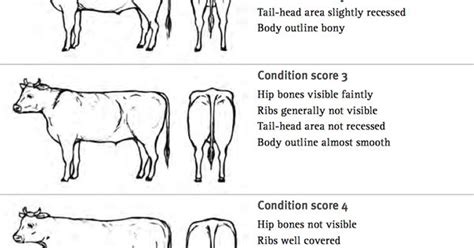 Cattle Body Condition Scoring Chart (http://www.daff.qld.gov.au/__data/assets/pdf_file/0015 ...