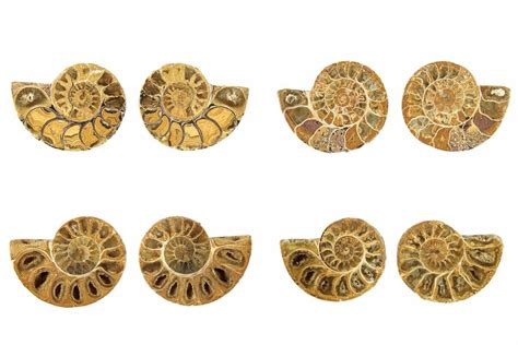 Orange Jurassic Agedcut And Polished Ammonite Fossils 1 1 4 To 1 1 2