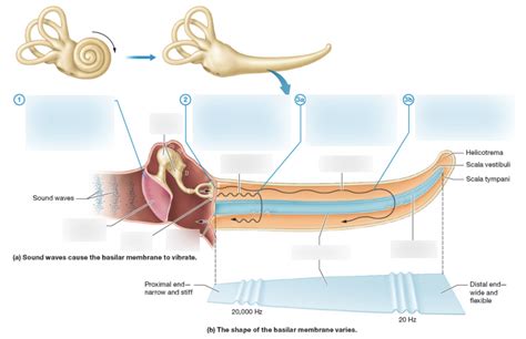 Anatomy Of Sound Processing In The Inner Ear Diagram Quizlet