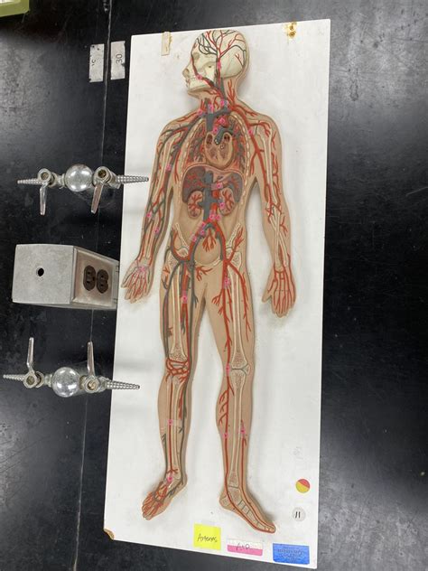 Digestive Diagram Quizlet