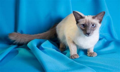 10 Cat Breeds With Big Ears Foreblog
