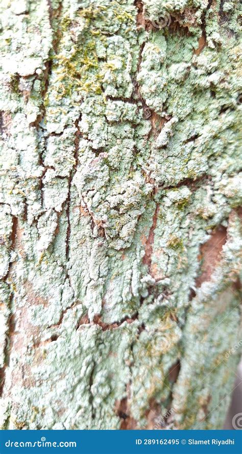 bark of a large woody tree in summer on the island of java stock image