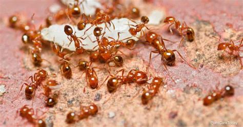 Getting Rid Of Ants How To Get Rid Of Red Ants In The Garden