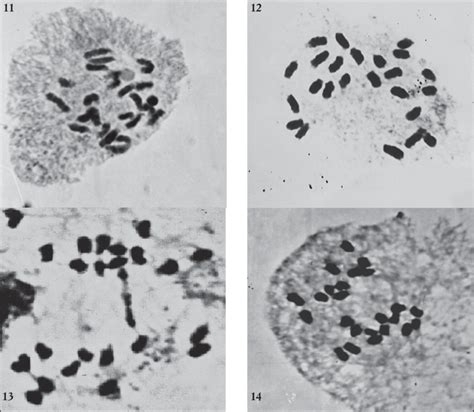 Pmcs Of Desynaptic Mutant Of Var Kl 1 11 Diplotene 12