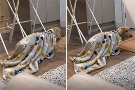 Watch Hilarious Moment Dachshund Takes Himself To Bed At 8pm Hard