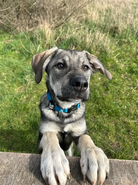 Addy 20 Month Old Male German Shepherd Cross Available For Adoption