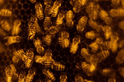 Vulture Bees 10 Facts On This Carnivorous Bee Beeswiki