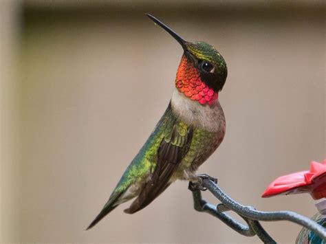 Ruby Throated Hummingbird Nesting Behavior Eggs Birdfact