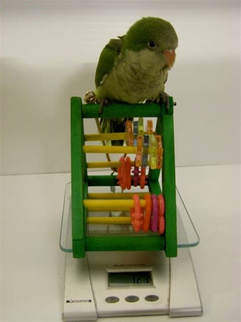 First Aid Pododermatitis Whats Normal Hagen Avicultural Research Institute