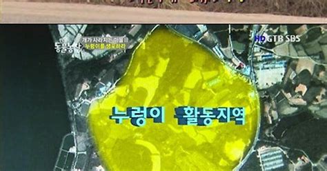 동네 개들 먹은 누렁이 알고보니 보신탕용 육견 충격