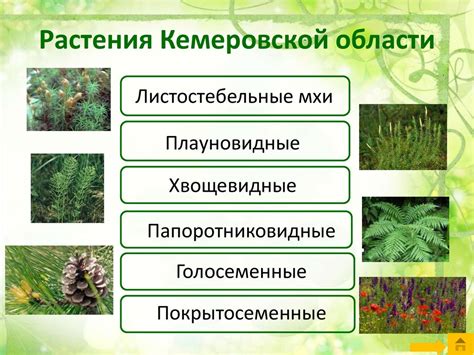 Какие растения встречаются в природе фото