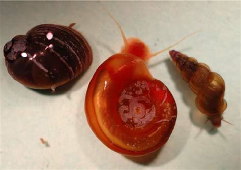 The Three Species Of Intermediate Hosts That Are Provided From The