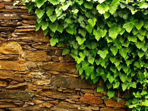 Os 6 Benefícios do Ivy Para Saúde Dicas de Saúde