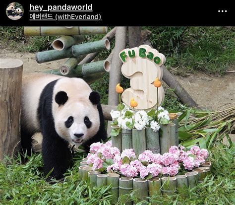 이슈 유머 푸바오 생일파티 현장