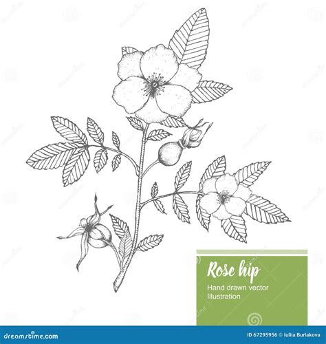 Rosehip Flower Bud Branch Leaf Sketch Vector Nature Summer Organic