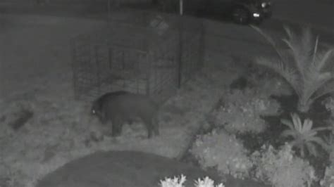 Wild Boars Invade North Bay School Campus Ktvu Fox 2