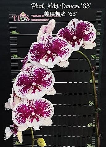 Phal. Miki Dancer 63 / Орхидеи