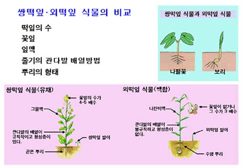 쌍떡잎 식물과 외떡잎식물의 잎 줄기 뿌리의 구조 비교 탐구 네이버 블로그