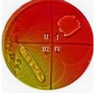 Microbiology Lab Flashcards Quizlet