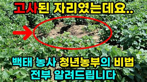 백태 농사 청년농부의 비법 전부 알려드립니다 Youtube