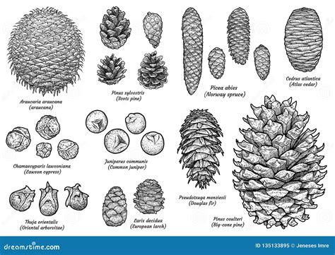 Pinus Cone Diagram
