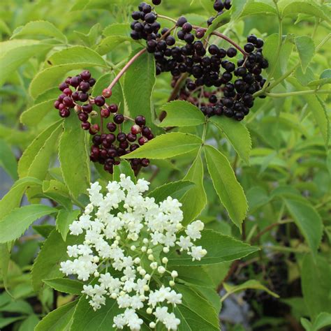 Sambucus Canadensis Multiplants