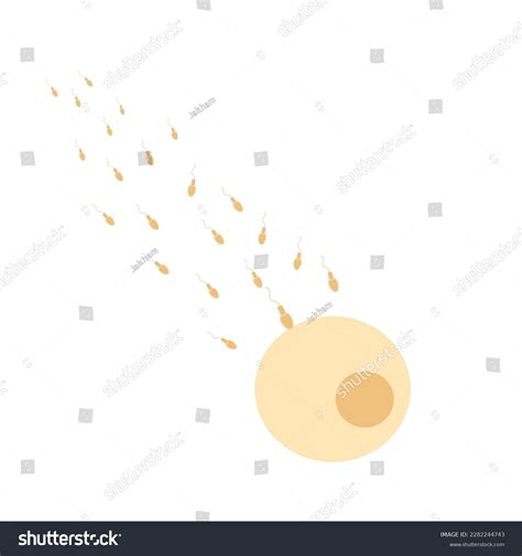 Picture Human Fertilization Between Sperm Oocyte Stock Vector Royalty
