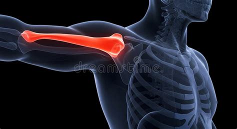 Humerus Bone Illustration In The Human Body Stock Illustration Illustration Of Physiology