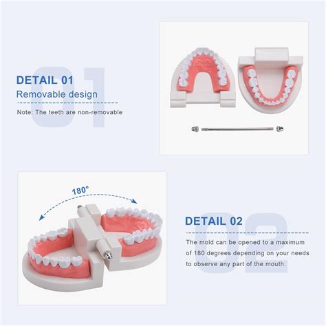 Tooth Model Mouth Dental Model Tooth Brushing Model Teeth Model For