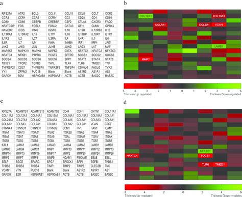 Total Rna Was Isolated From Conjunctival Swabs Of 11 Trichiasis Cases Download Scientific