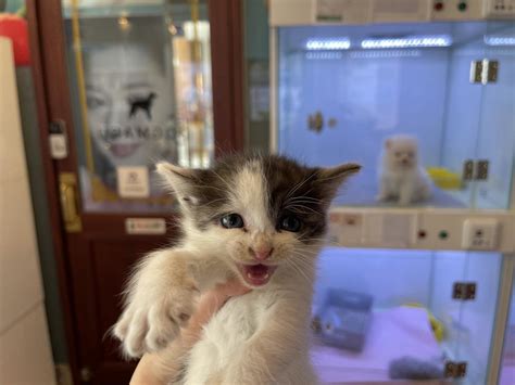 코리안숏헤어 라미 샴분양가격 셀커크렉스분양가격 스코티쉬폴드분양가격 스핑크스분양가격 아메리칸숏헤어분양가격 아메리칸컬분양가격 아비시니안분양가격 엑조틱분양가격 터키시앙고라분양가격