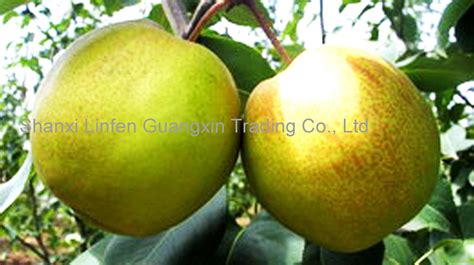 Yuluxiang Pearchina Price Supplier 21food