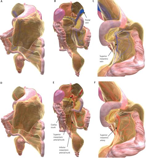 Update On The Mesentery Structure Function And Role In Disease The