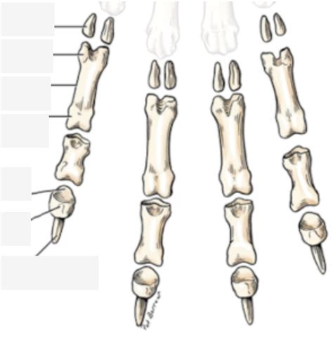 Manus Phalanges Palmar View Diagram Quizlet
