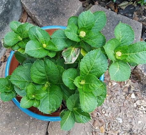 Hydrangea Dancing With The Master