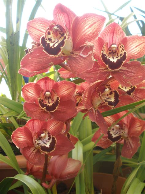 Orquídea Cymbidium Como Cuidar Conheça os Cuidados TC