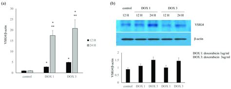 Vsig4 Expression In Doxorubicin Stimulated Podocytes A Vsig4 Mrna