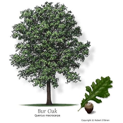 Texas Tree Selector Oak Tree Description