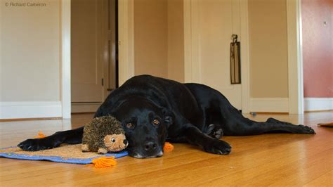 Remove All Stains Com How To Remove Pet Urine Stains From Hardwood Floors
