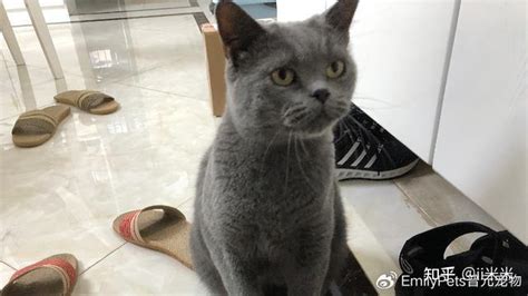 铲屎官睡着后，猫咪会做哪些事？ 知乎