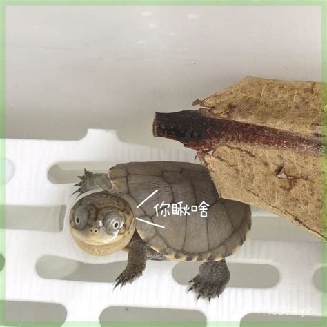 Musk Turtle Egg Swamp Breeding Side Neck Turtle Fertilized Egg Fruit