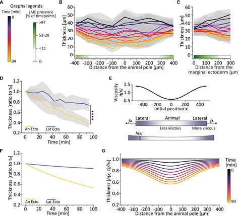 Bmp Dependent Patterning Of Ectoderm Tissue Material Properties Modulates Lateral Mesendoderm