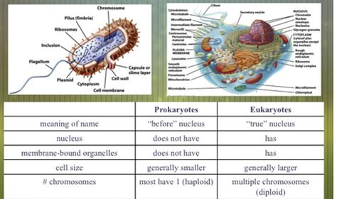 Micro Exam 1 Flashcards Quizlet
